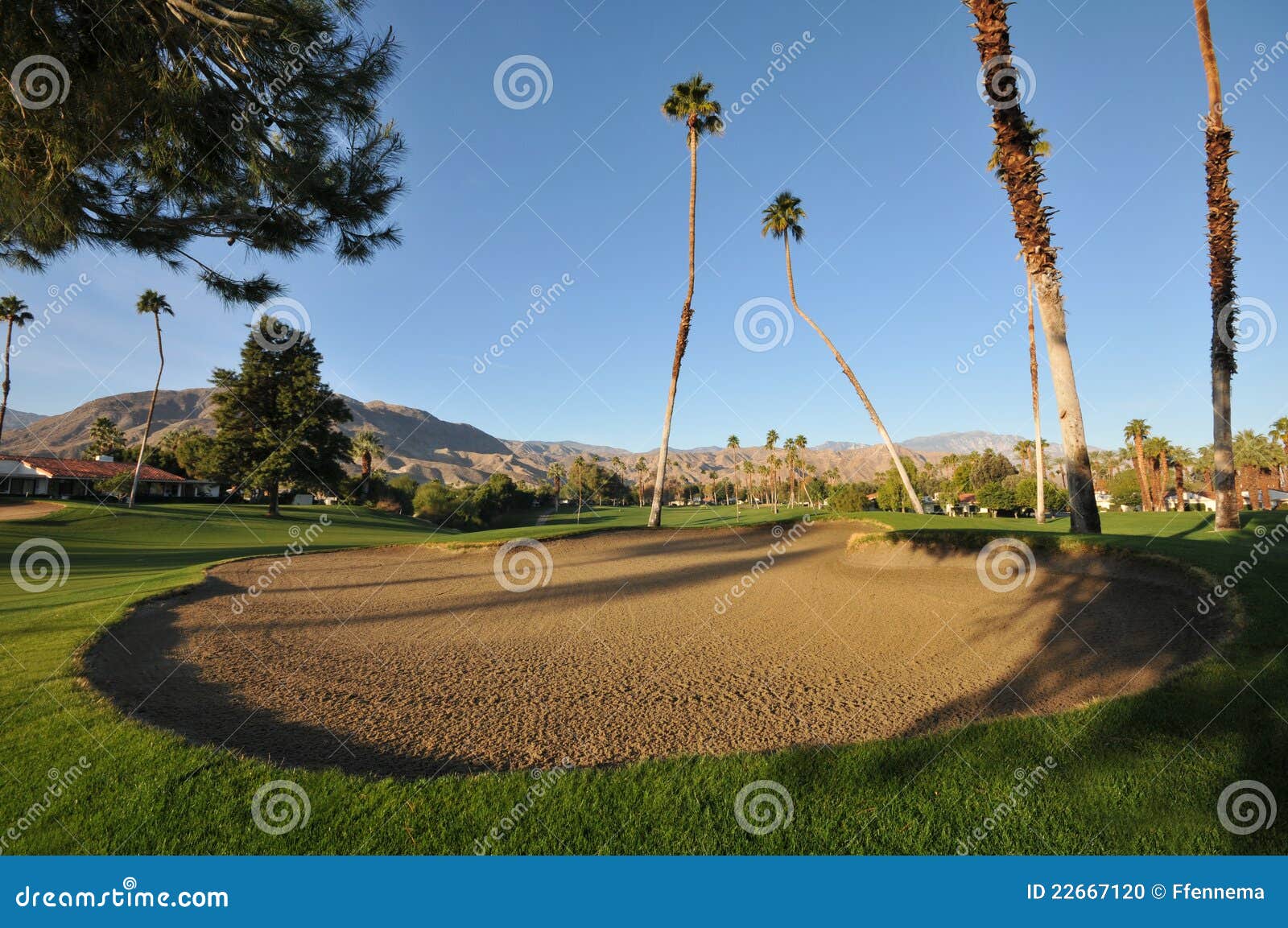 Golf Sand Trap with Palm Trees in Fairway Stock Photo - Image of golf ...
