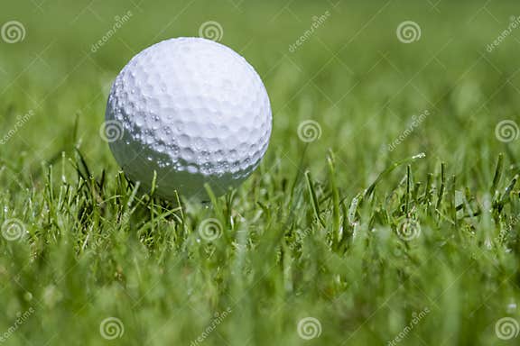 Golfball on grass stock image. Image of recreation, activity - 30728787