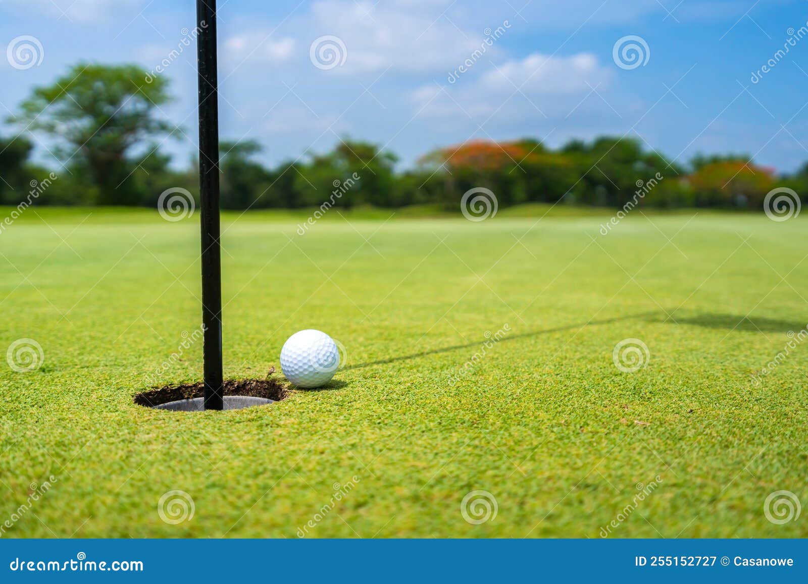 Golfer Putt Golf Ball into Hole on the Green at Golf Course Stock Image ...