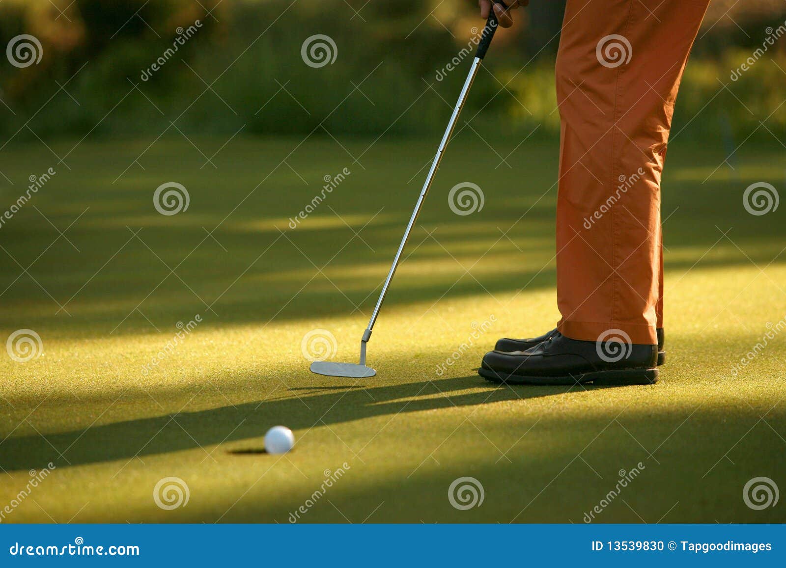 Golfer sinking a putt stock photo. Image of late, making - 13539830