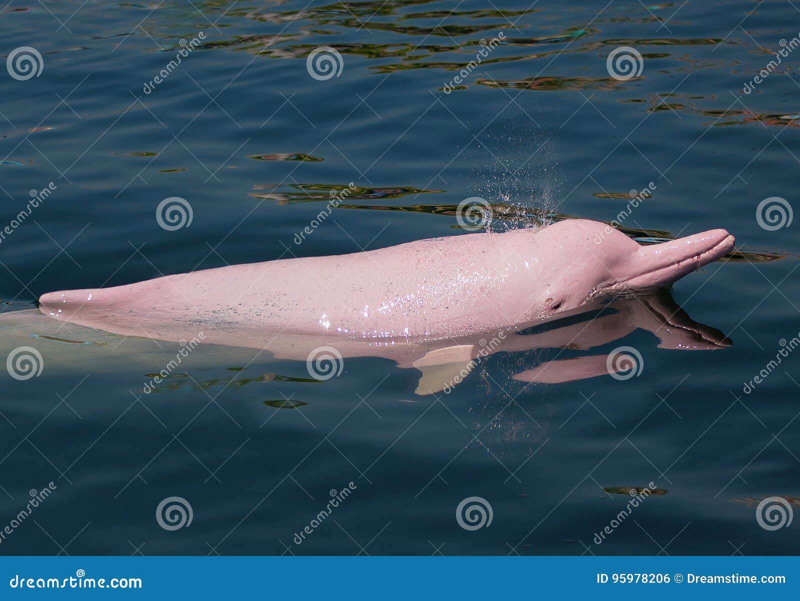 Golfinho cor-de-rosa foto de stock. Imagem de jogo, espécie - 95978206