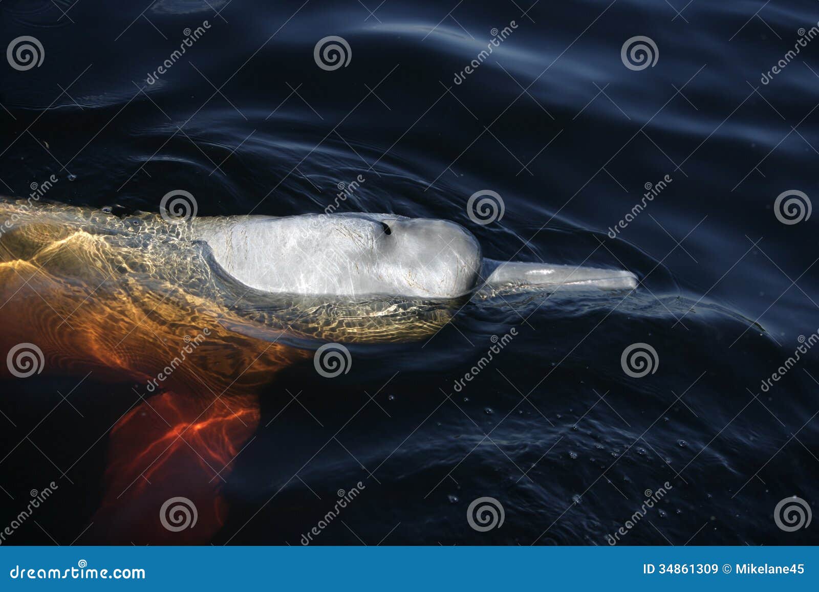 Golfinho Cor-de-rosa, Geoffrensis De Inia Imagem de Stock - Imagem de ...