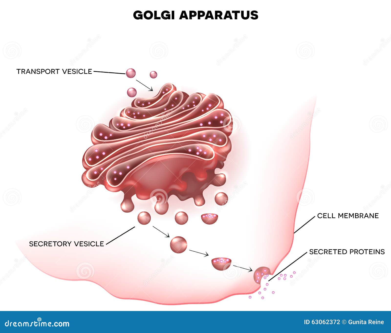 Golgi Apparatus Structure And Function With Diagram