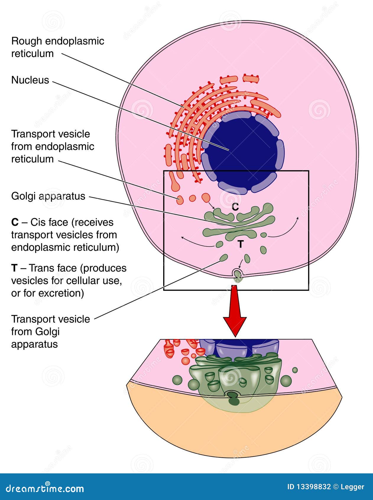 Golgi Apparatus Structure And Function With Diagram