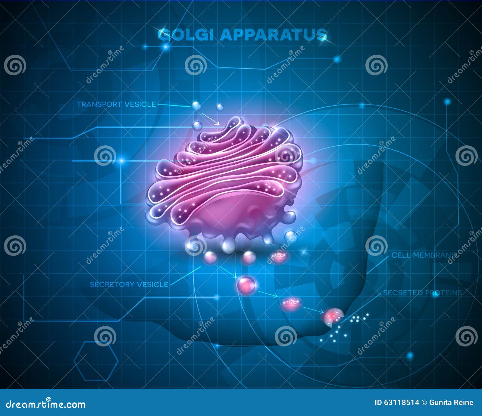 Golgi Apparatus Abstract Technology Background Stock Vector ...
