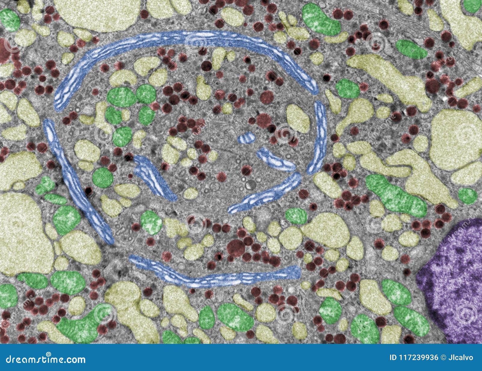 Plant Cell Mitochondria Microscope