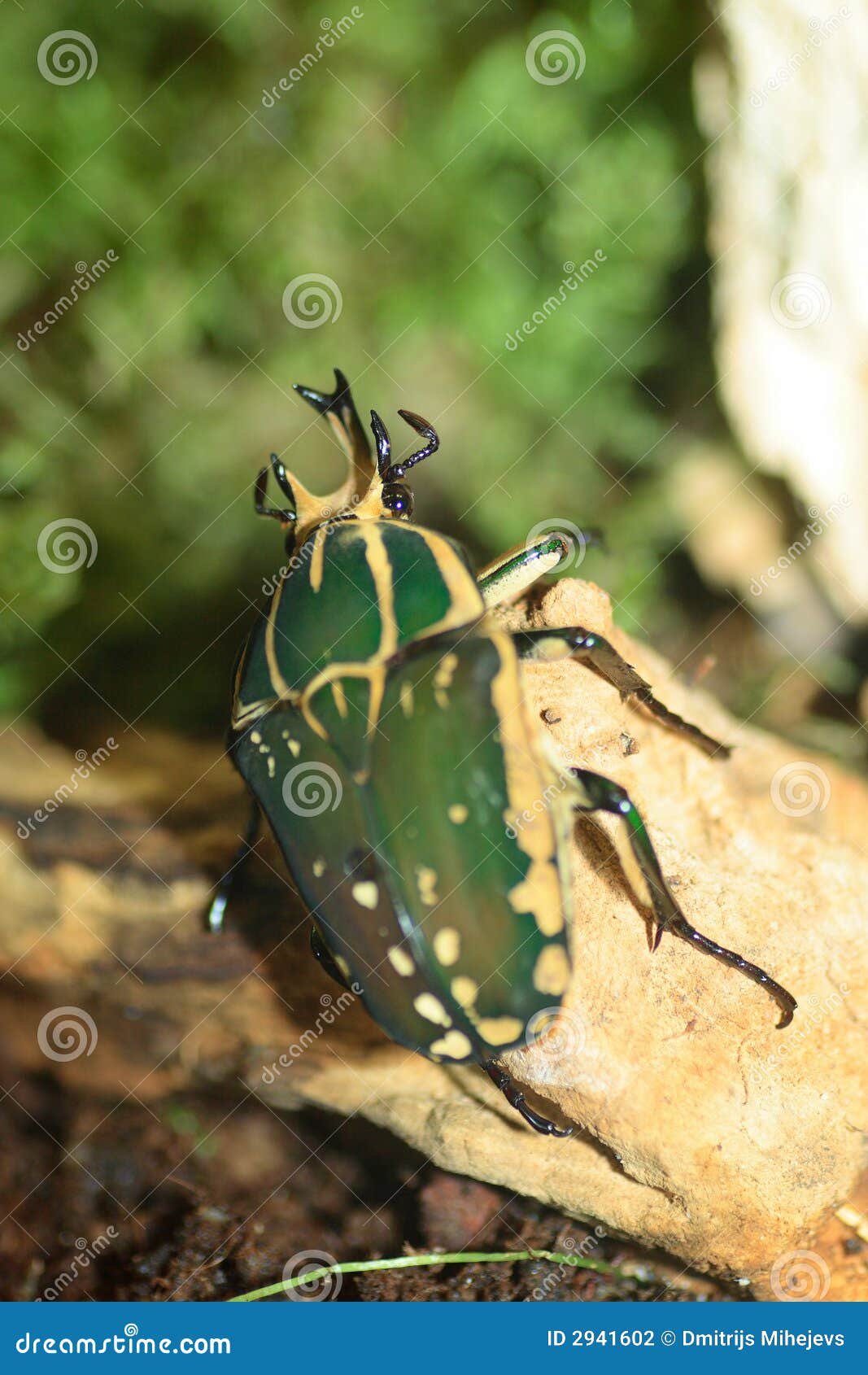 Goliath beetle stock photo. Image of turf, goliath, scarab - 2941602