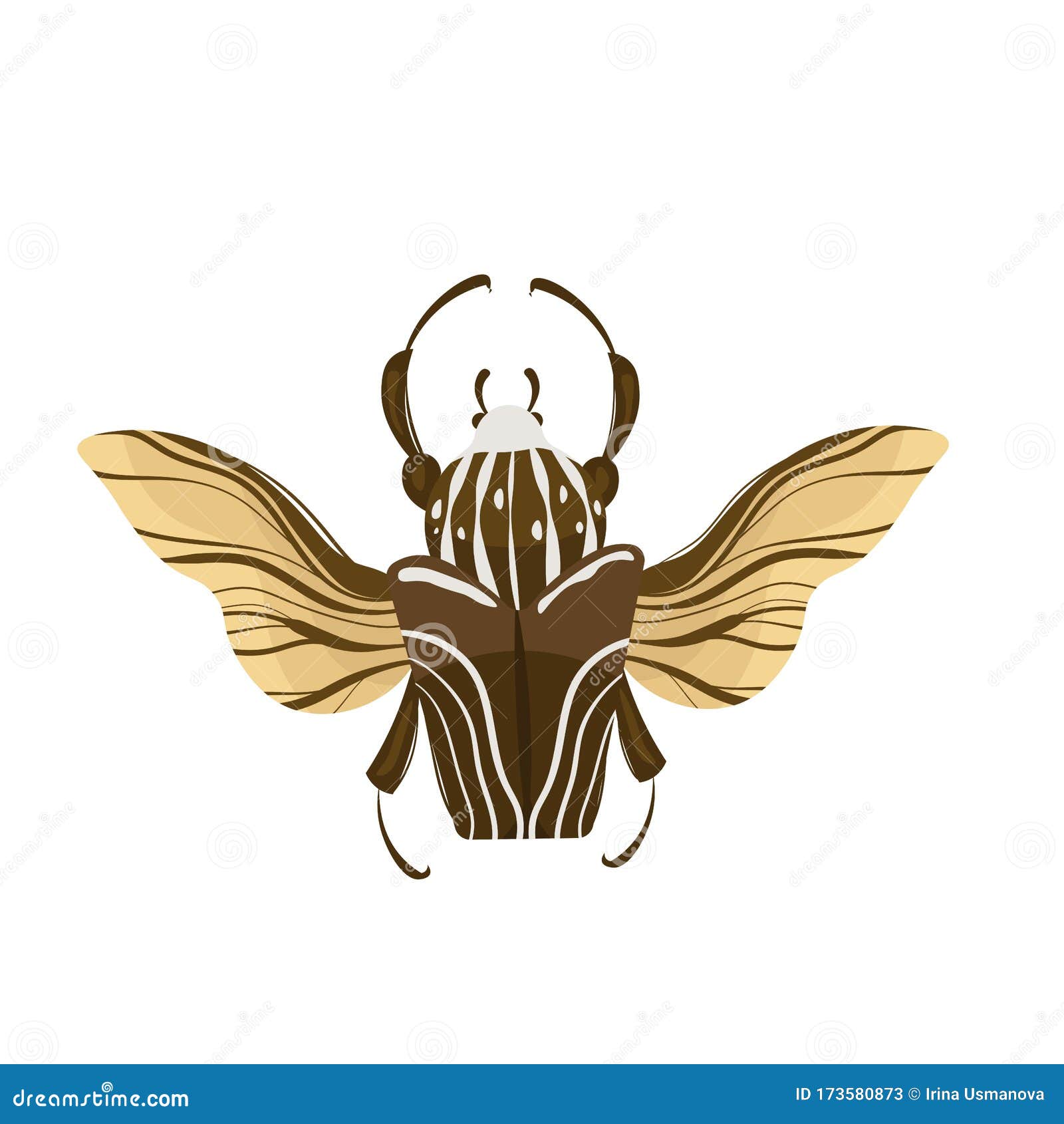 Goliath Beetle Goliathus Cacicus Stock Illustration - Illustration of ...