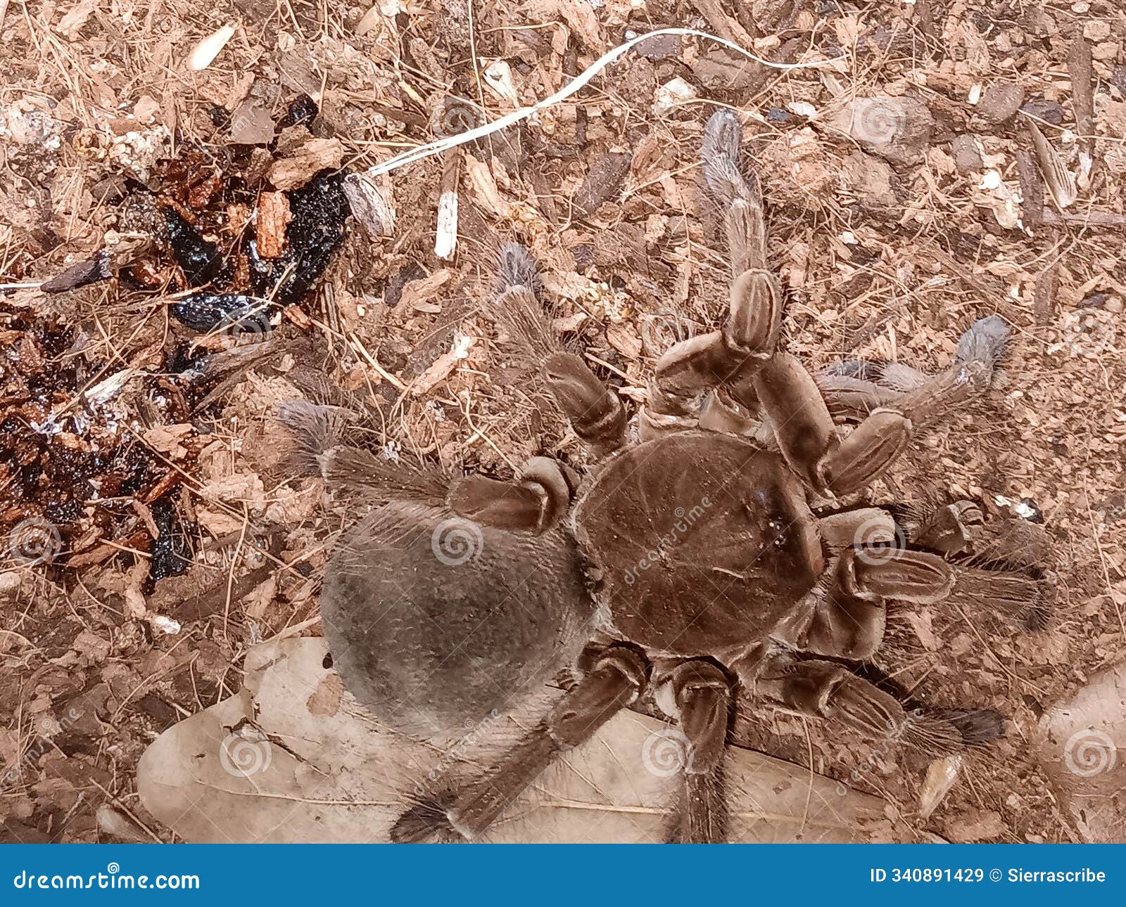 Goliath Birdeater. Invertebrate, Zoology. Stock Photo | CartoonDealer ...