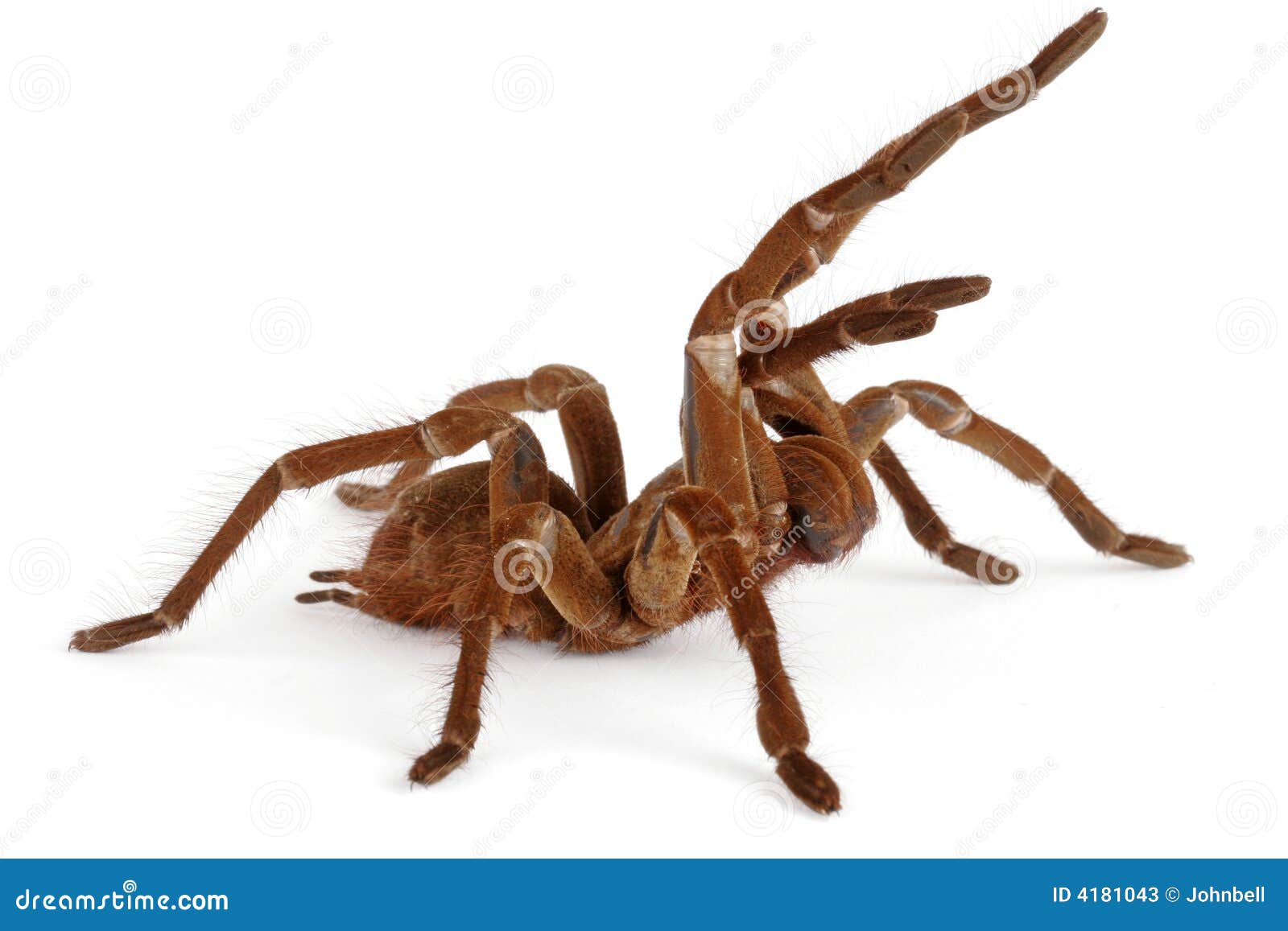Goliath Birdeater Tarantula Stock Image - Image of animal, tarantula ...