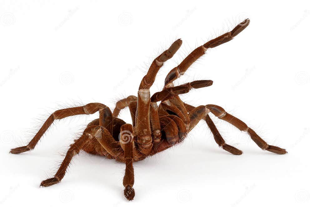 Goliath Birdeater Tarantula Stock Photo - Image of animal, wildlife ...
