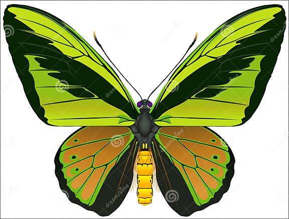 Goliath Birdwing butterfly stock vector. Illustration of illustrations ...
