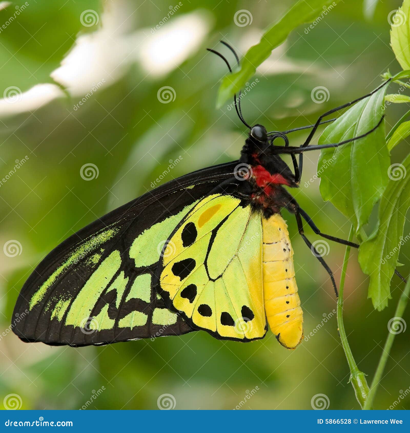 Goliath Birdwing Butterfly stock photo. Image of folded - 5866528
