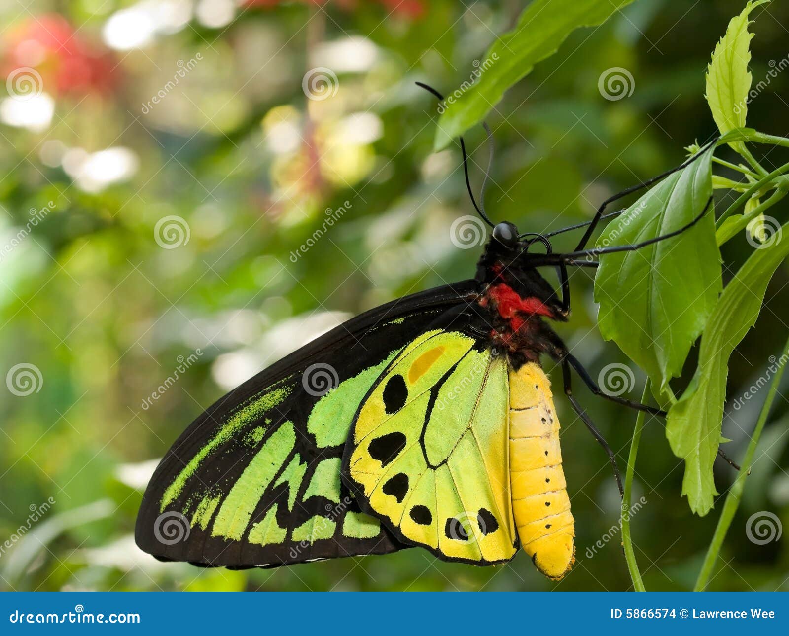 Goliath Birdwing Butterfly stock photo. Image of leaves - 5866574