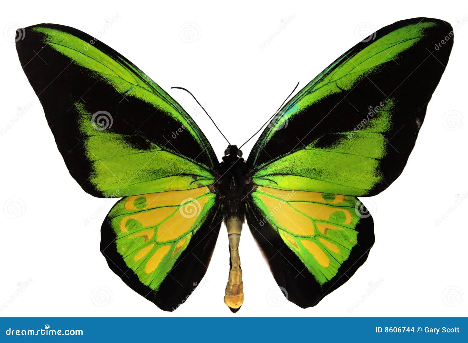 Goliath Birdwing Butterfly stock illustration. Illustration of ...