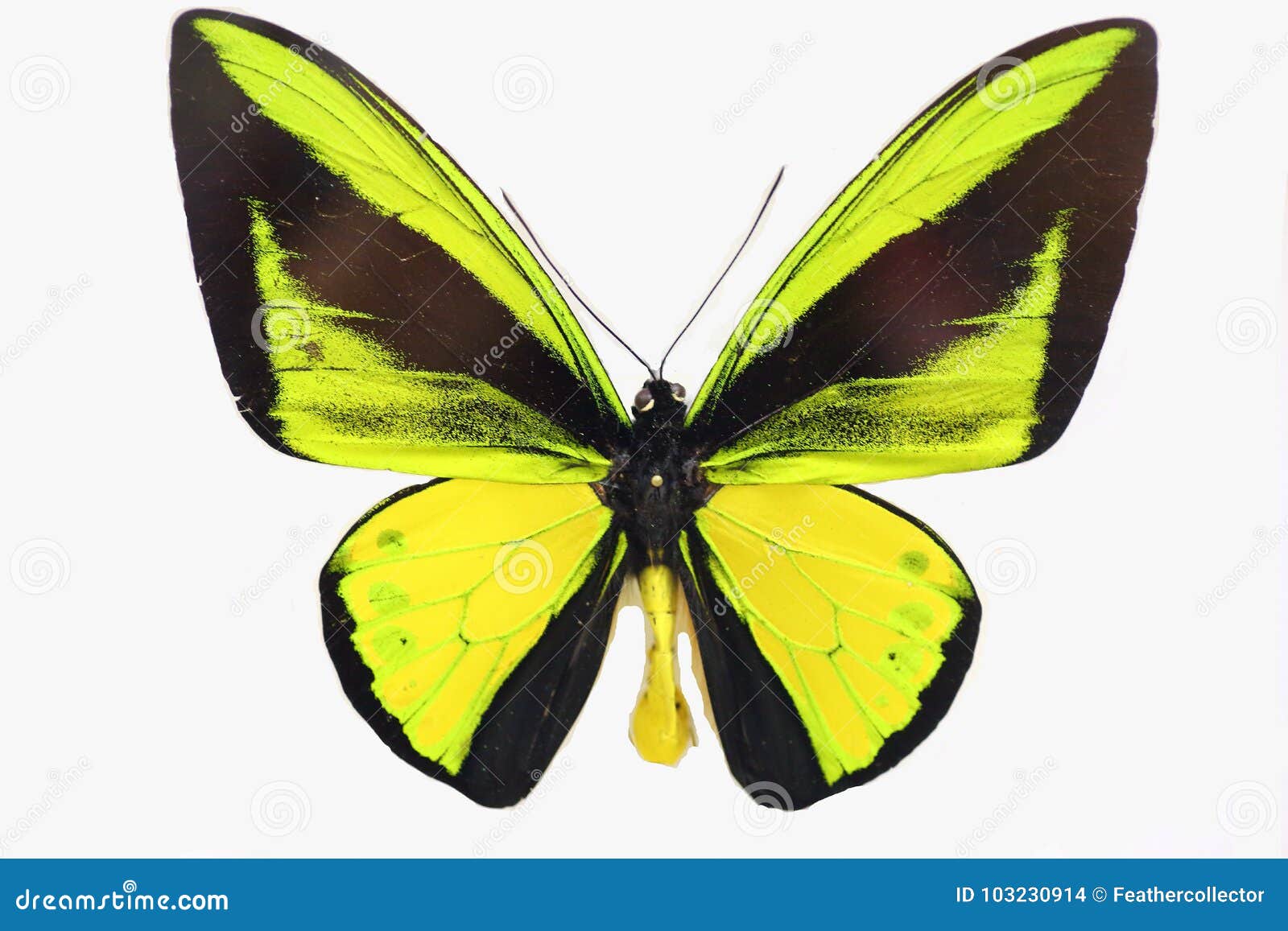 Goliath Birdwing stock photo. Image of birdwing, male - 103230914