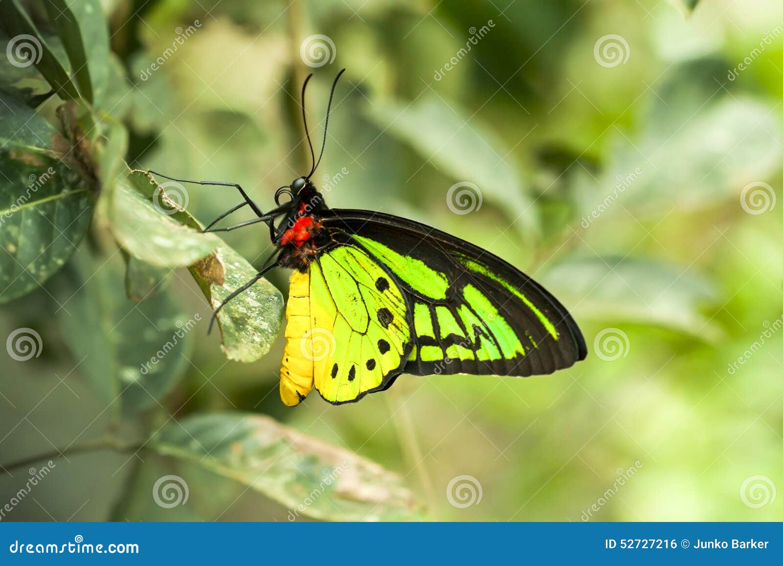 Goliath Birdwing, Ornithoptera Golia Fotografia Stock - Immagine di ...