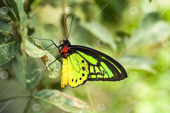 The Goliath Birdwing , Ornithoptera Goliath Stock Photo - Image of ...