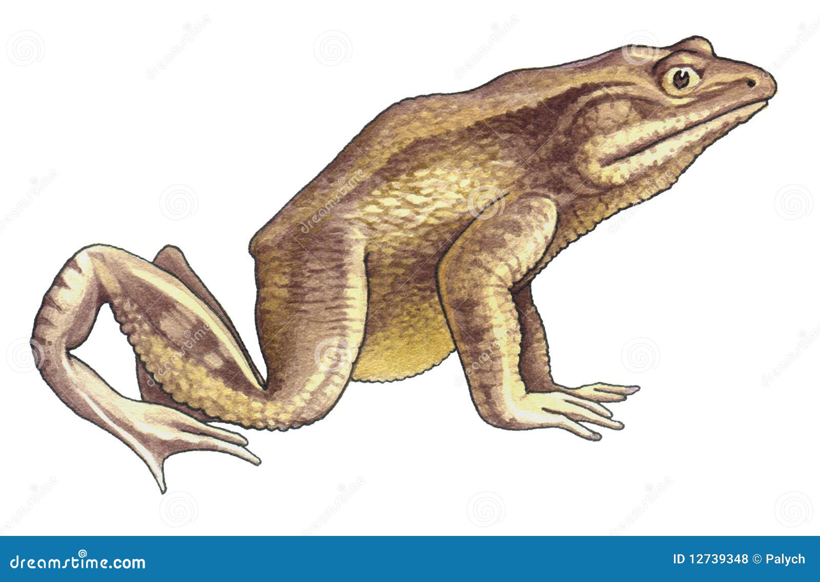 Goliath frog stock illustration. Illustration of biologist - 12739348