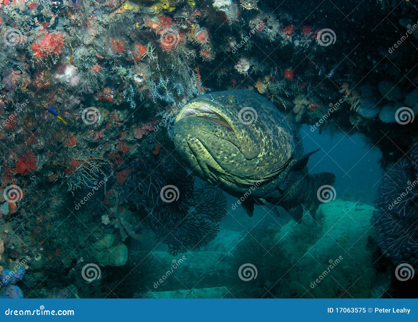 Goliath Grouper stock image. Image of ocean, fins, bicolor - 17063575