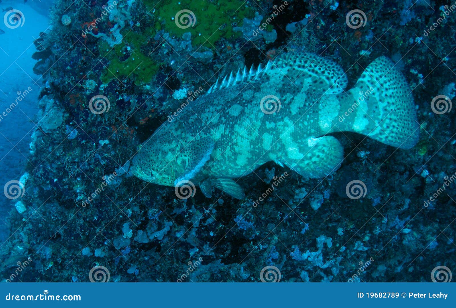 Goliath Grouper stock image. Image of beach, fish, tropical - 19682789