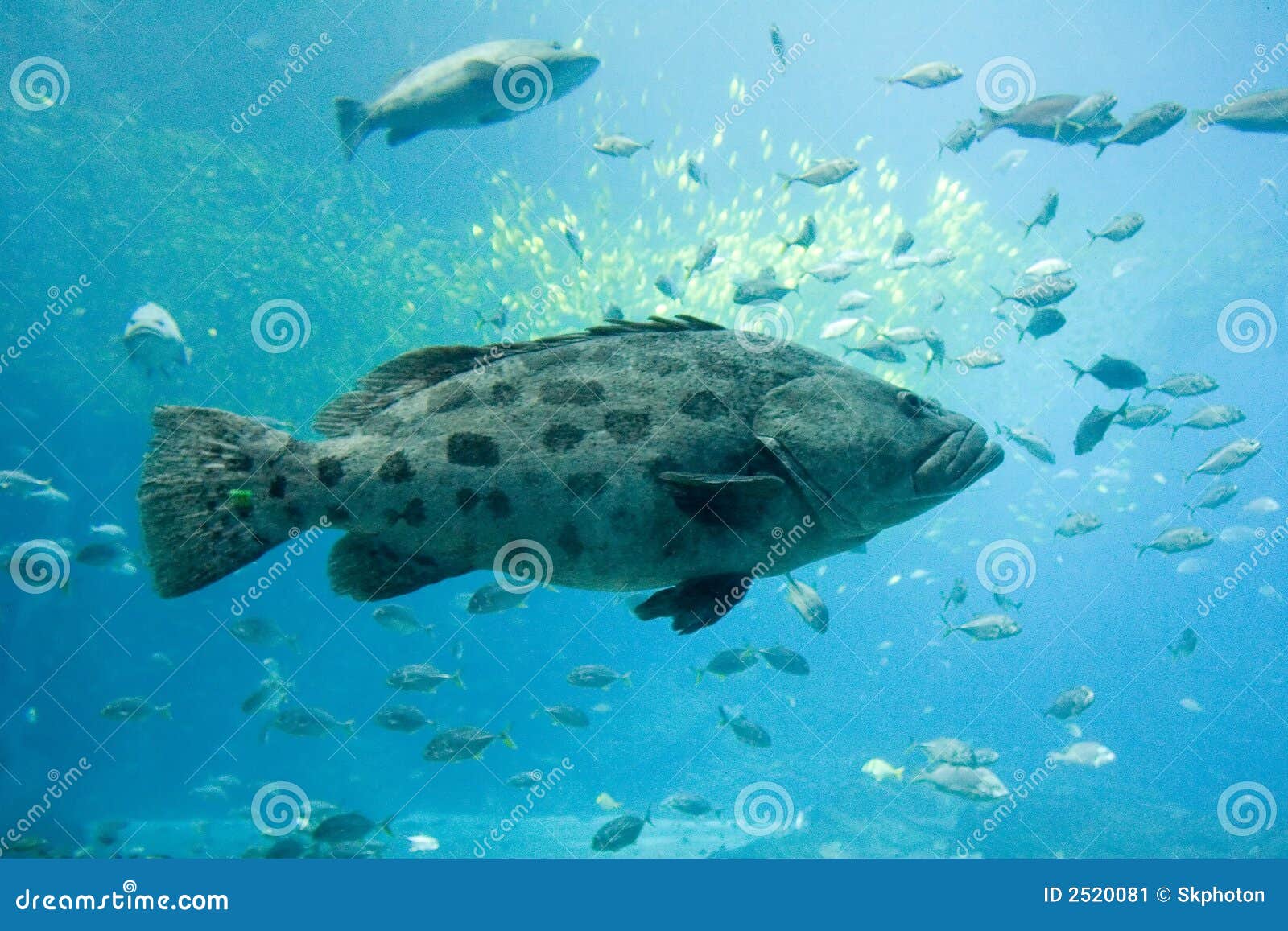 Goliath grouper stock image. Image of golden, reefscape - 2520081