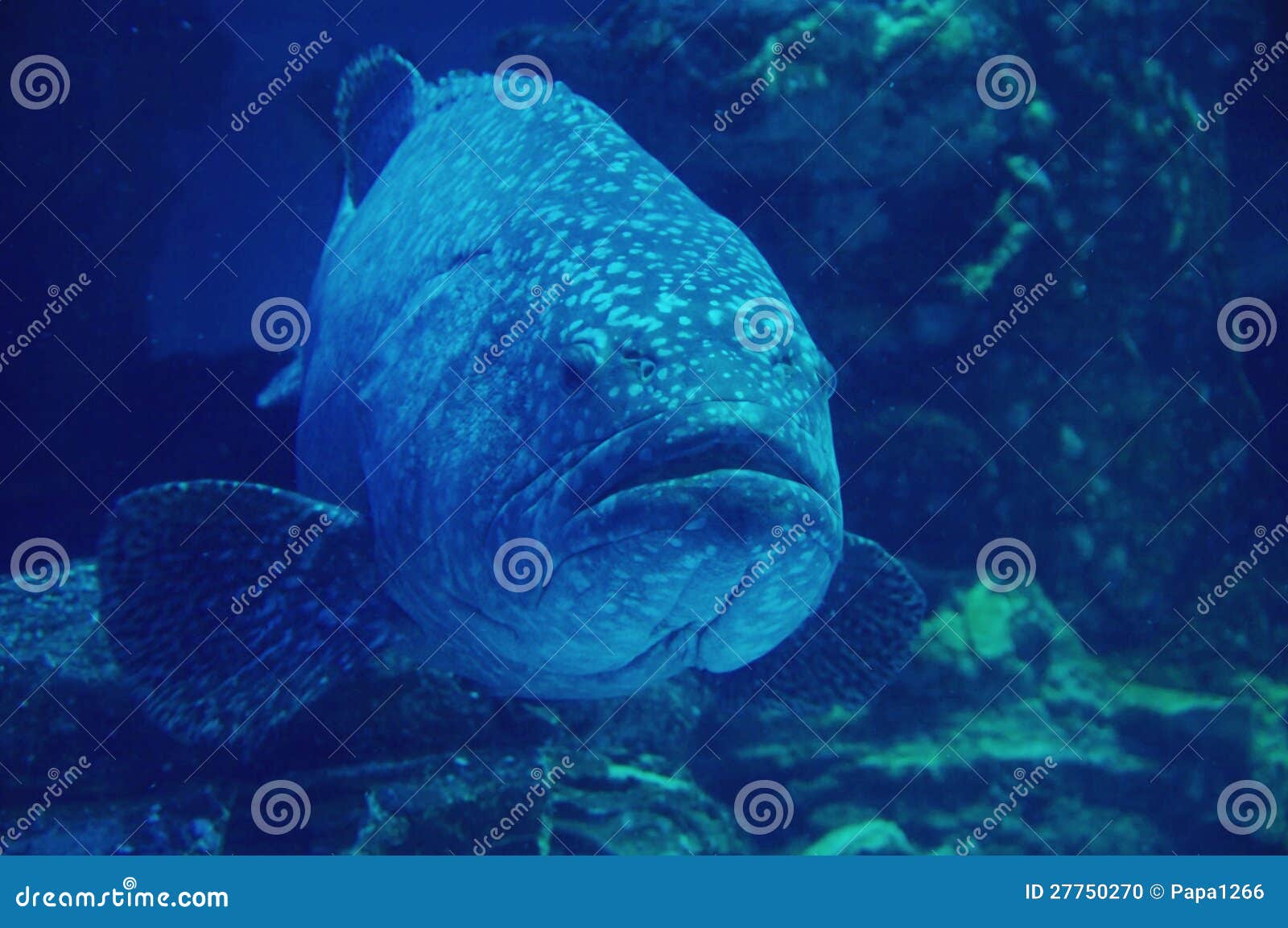 Goliath grouper stock photo. Image of water, jewfish - 27750270