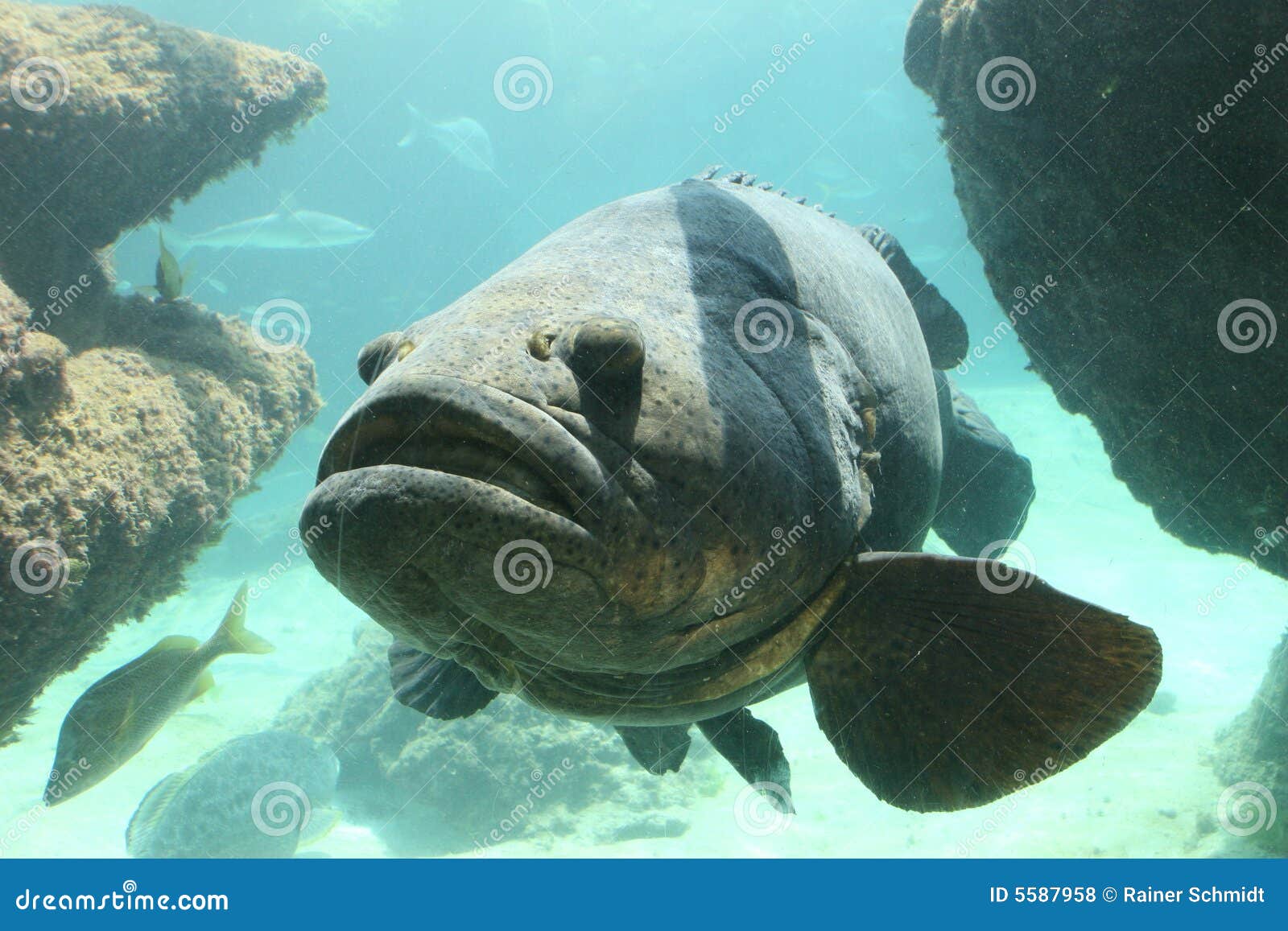 Goliath grouper stock photo. Image of perch, grouper, aquarium - 5587958
