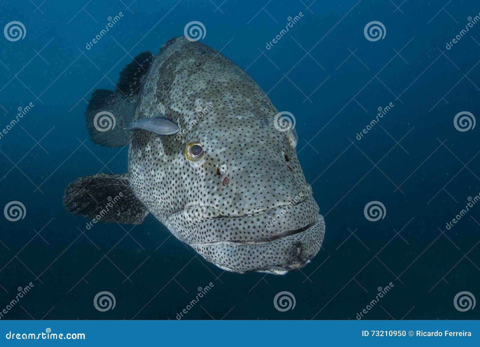 Goliath Grouper foto de archivo. Imagen de coral, isla - 73210950