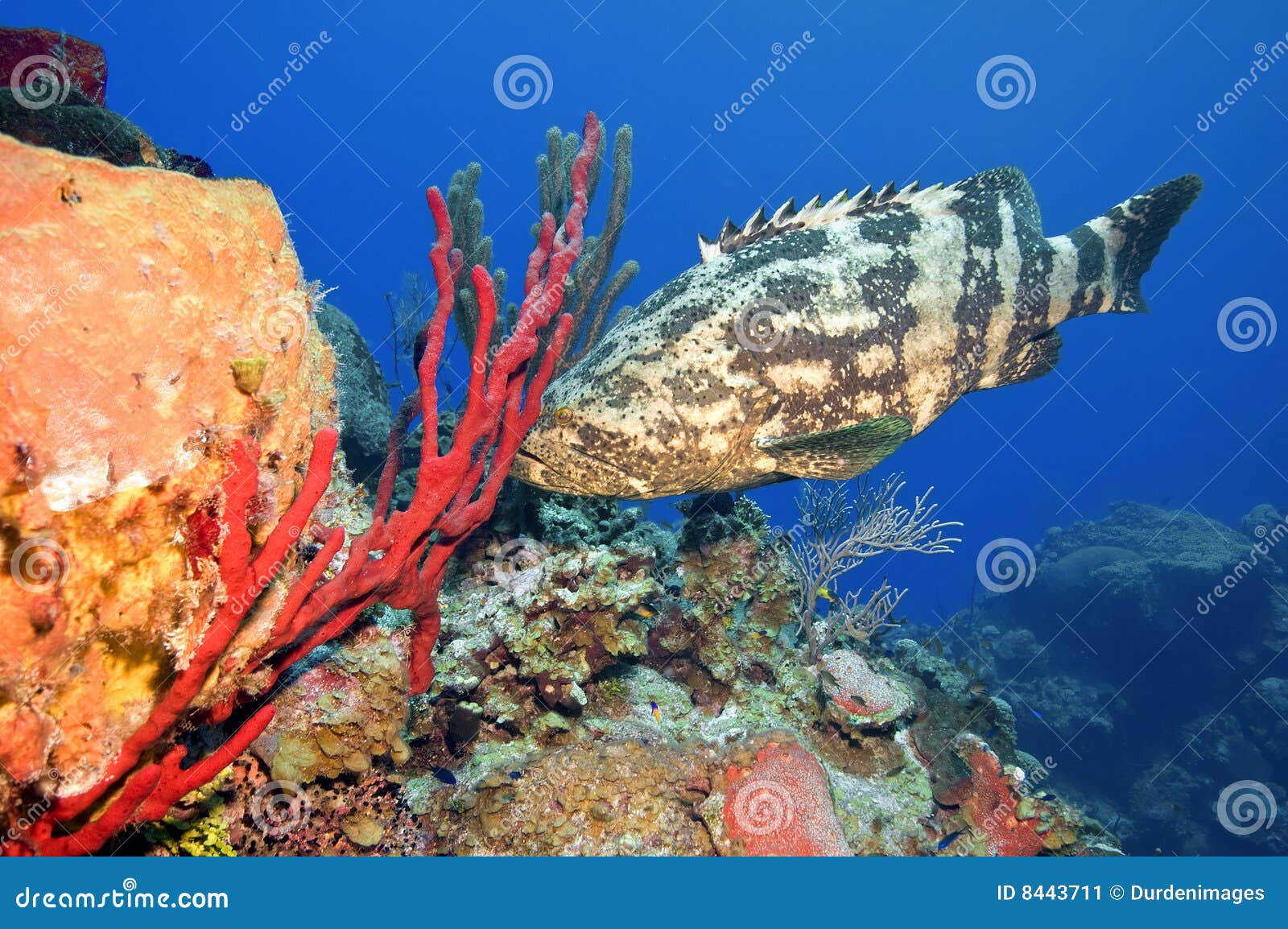 Goliath Grouper stock image. Image of ocean, sponge, corals - 8443711