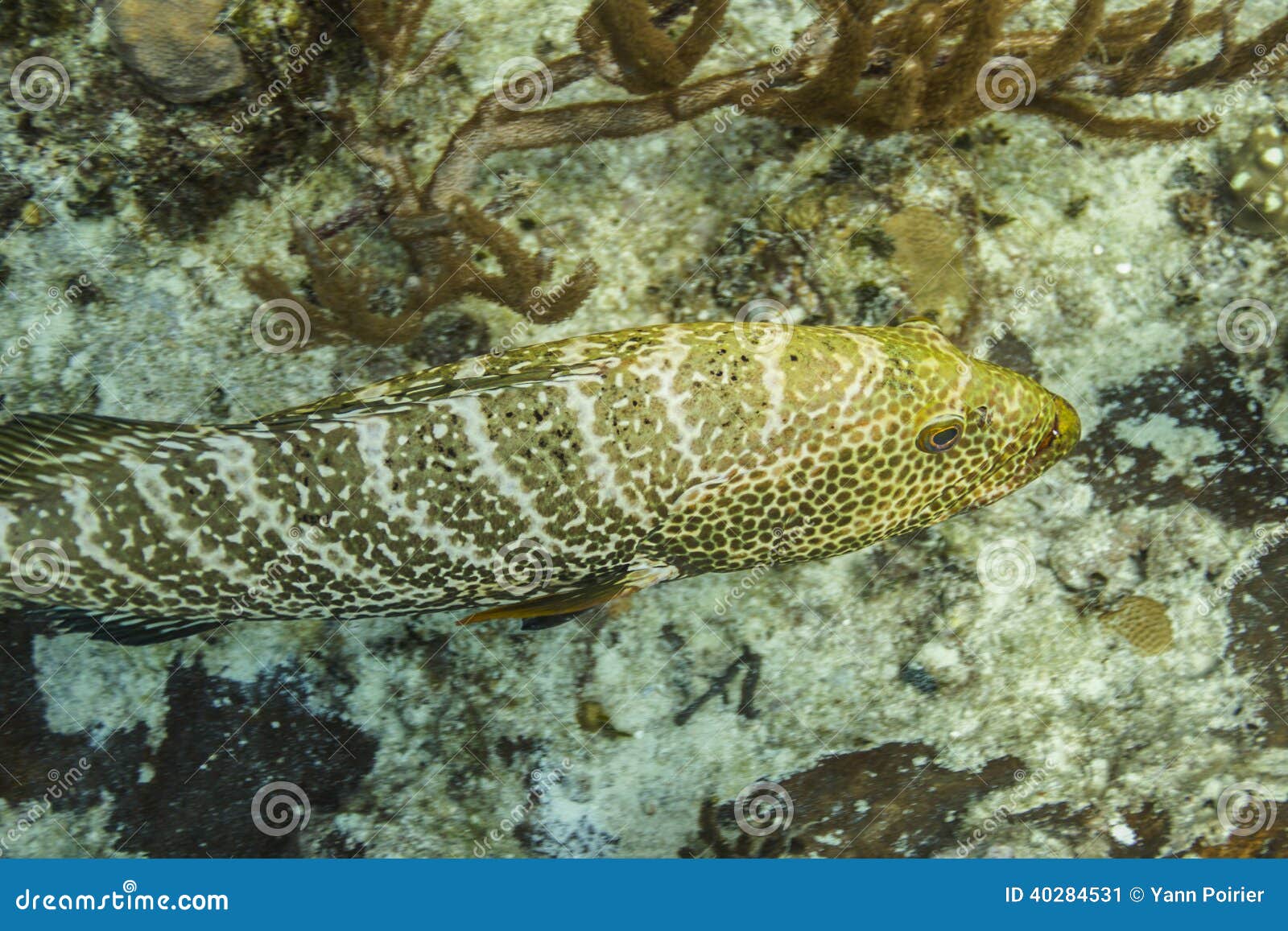 Goliath Grouper stock image. Image of tropical, oceanography - 40284531