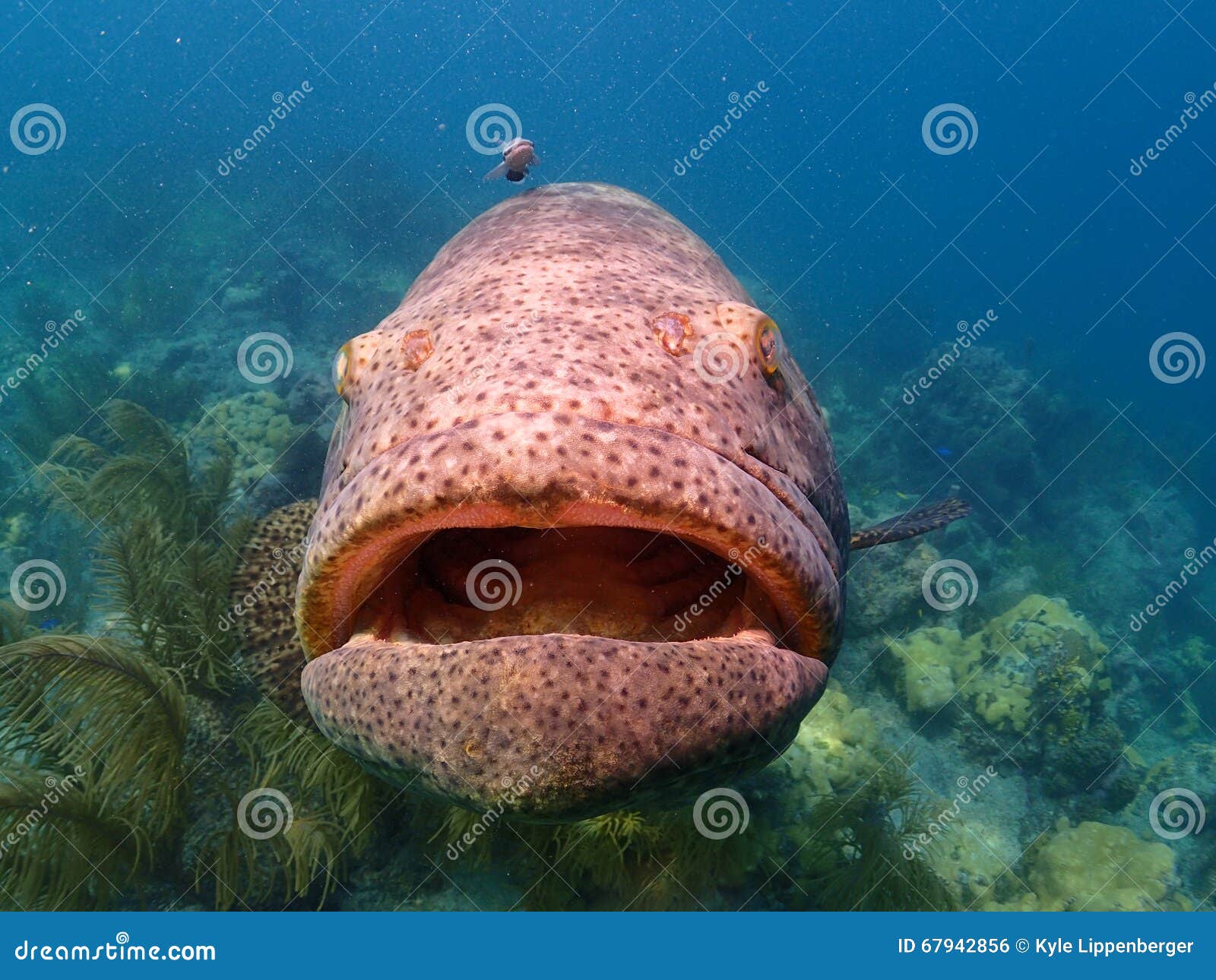 Goliath Grouper Florida Keys Stock Photo - Image of floridakeys ...