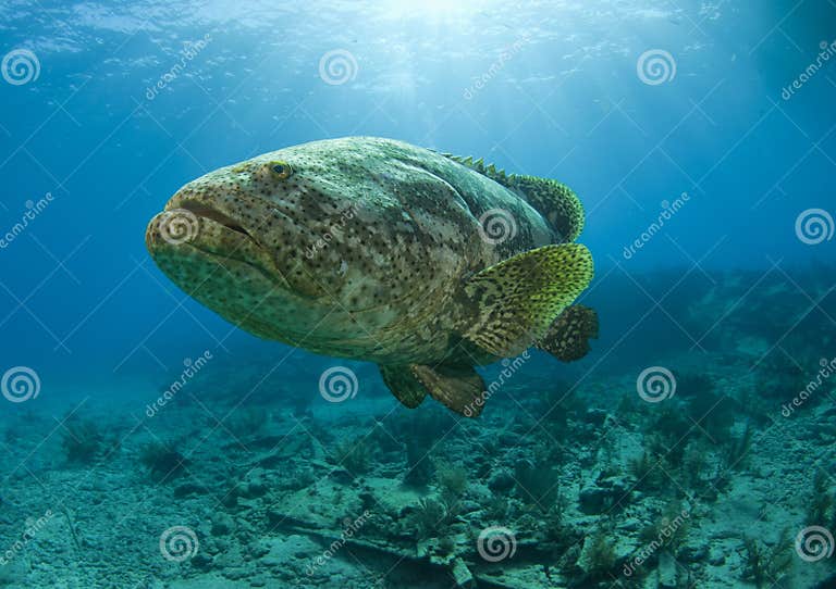 Goliath Grouper in the Light Stock Photo - Image of life, goliath: 17878870