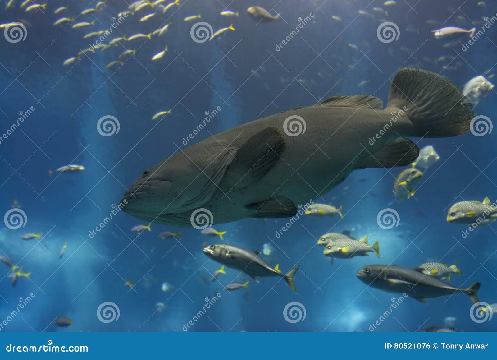 Goliath Grouper stock photo. Image of grouper, fish, symbiosis - 80521076