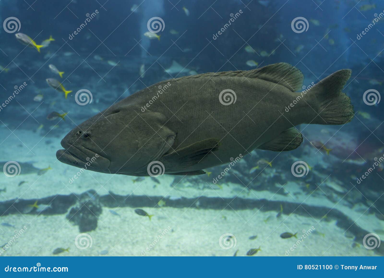 Goliath Grouper On The Spiegel Grove In Key Largo Royalty-Free Stock ...