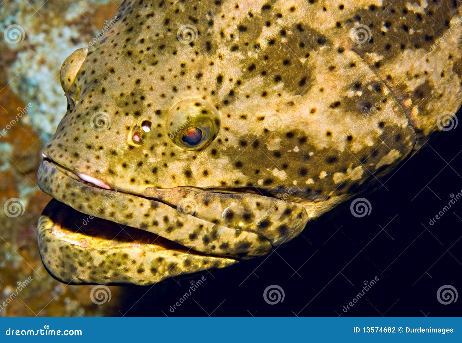 Goliath grouper portrait stock photo. Image of texture - 13574682