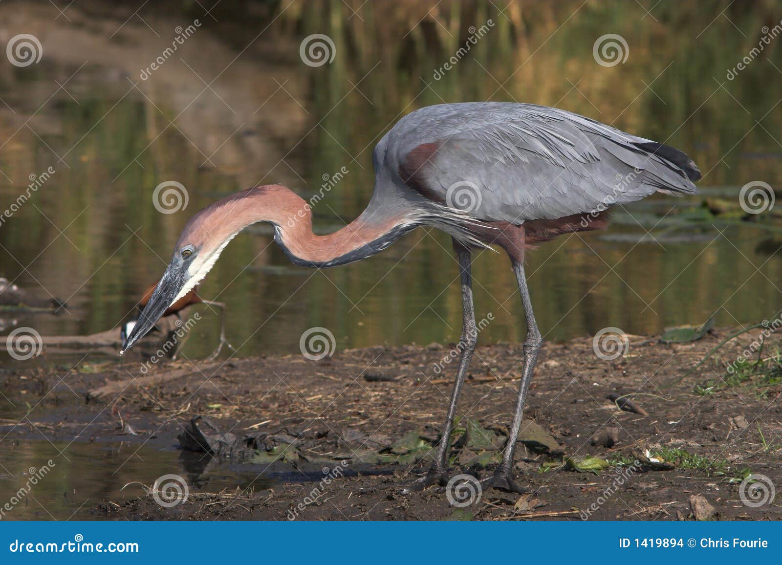 Goliath Heron stock photo. Image of national, birdlife - 1419894