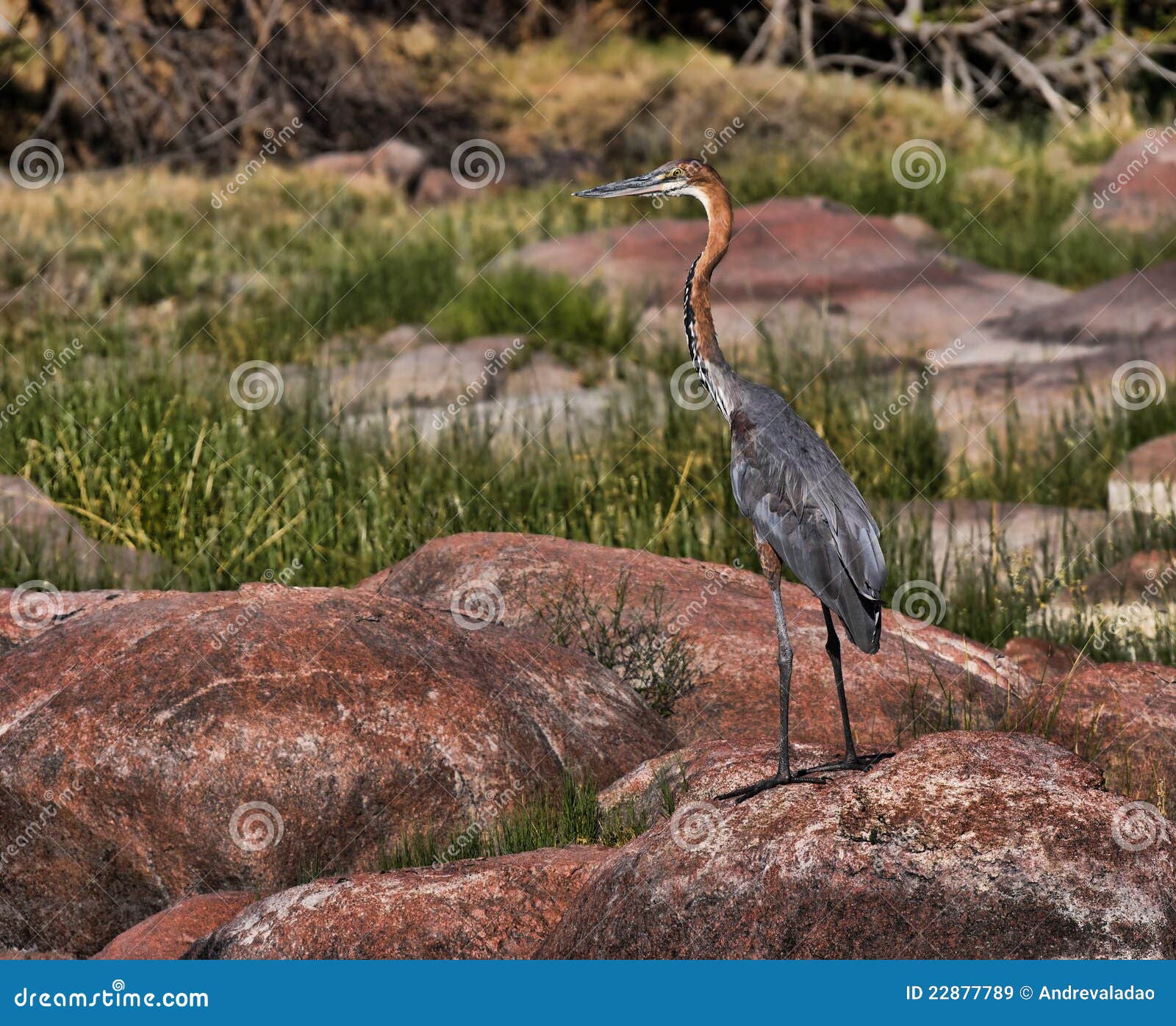 Goliath Heron stock image. Image of african, safari, waterbird - 22877789