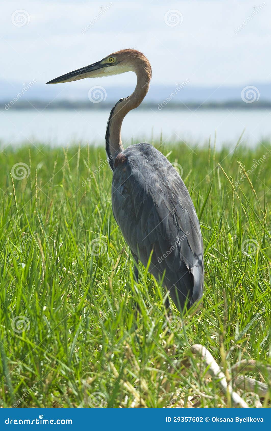 Goliath Heron stock photo. Image of blue, feathers, spotted - 29357602