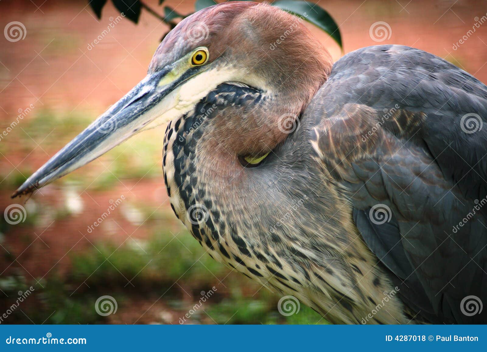Goliath Heron stock photo. Image of conservation, africa - 4287018