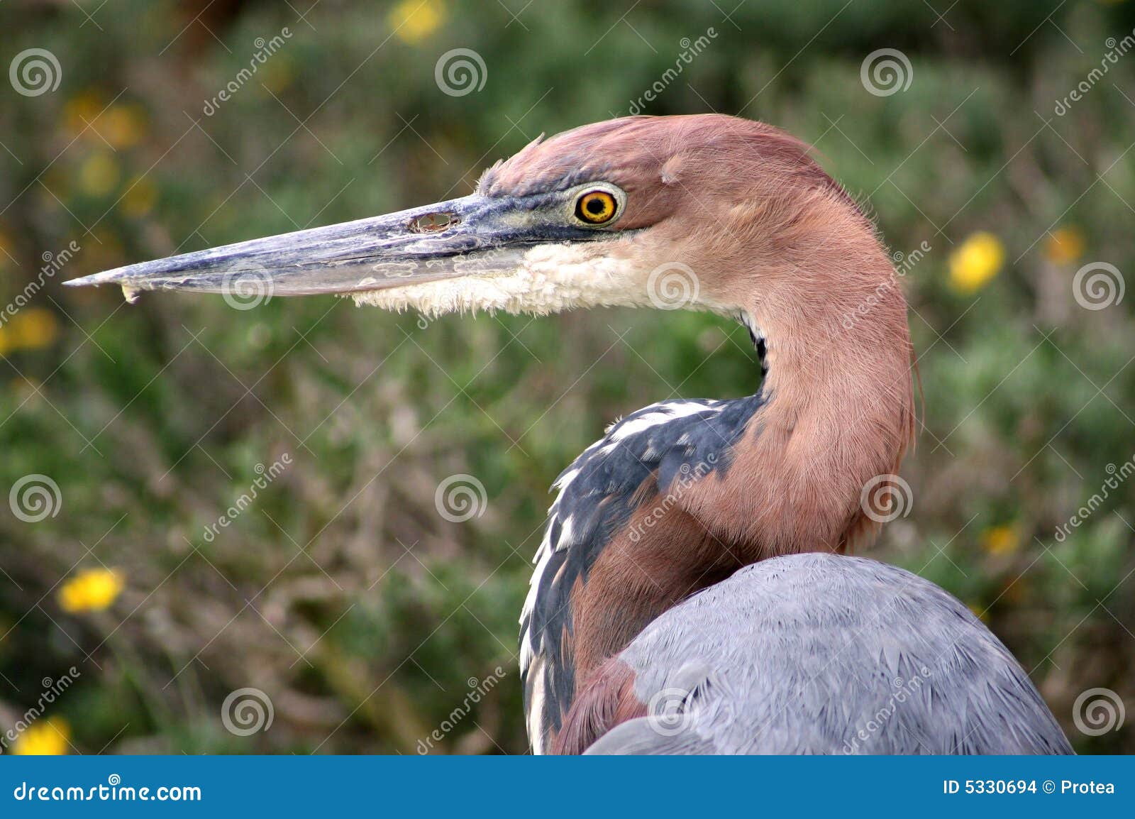 Goliath Heron stock photo. Image of grass, natural, nature - 5330694