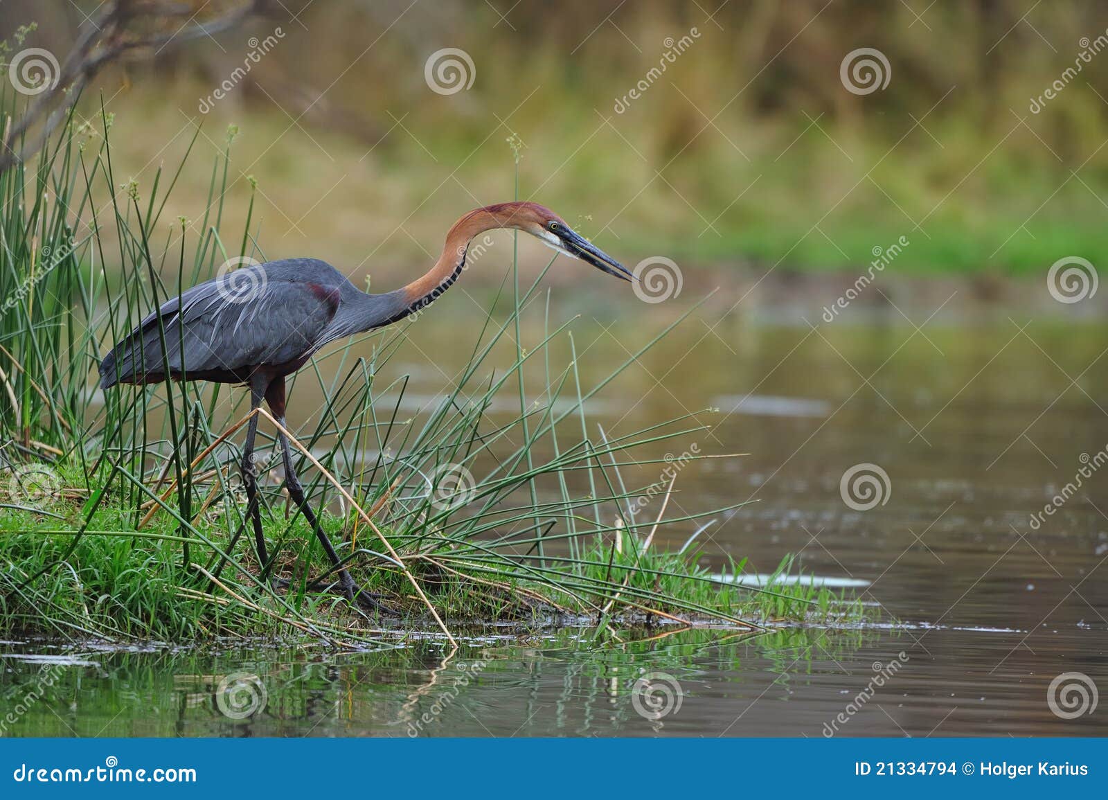 Goliath Heron (Ardea Goliath) Stock Photo - Image of southern, national ...