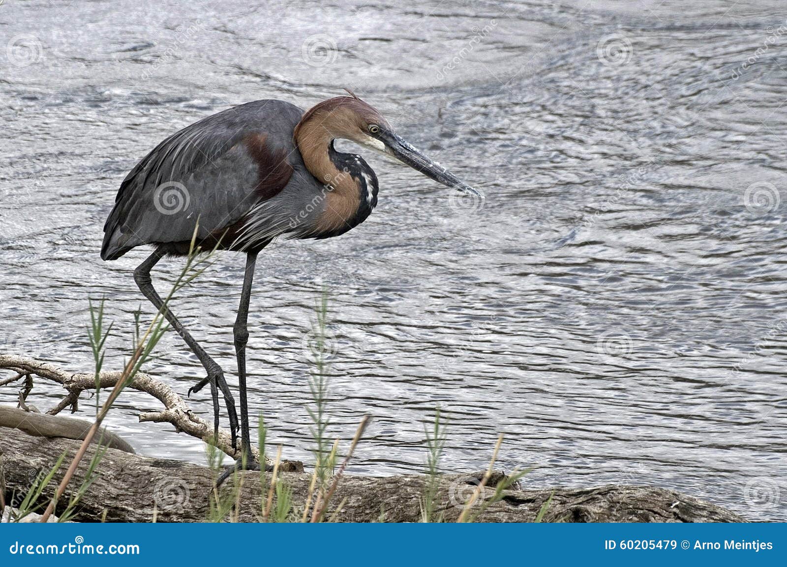 Goliath Heron (Ardea Goliath) Stock Image - Image of background, nature ...
