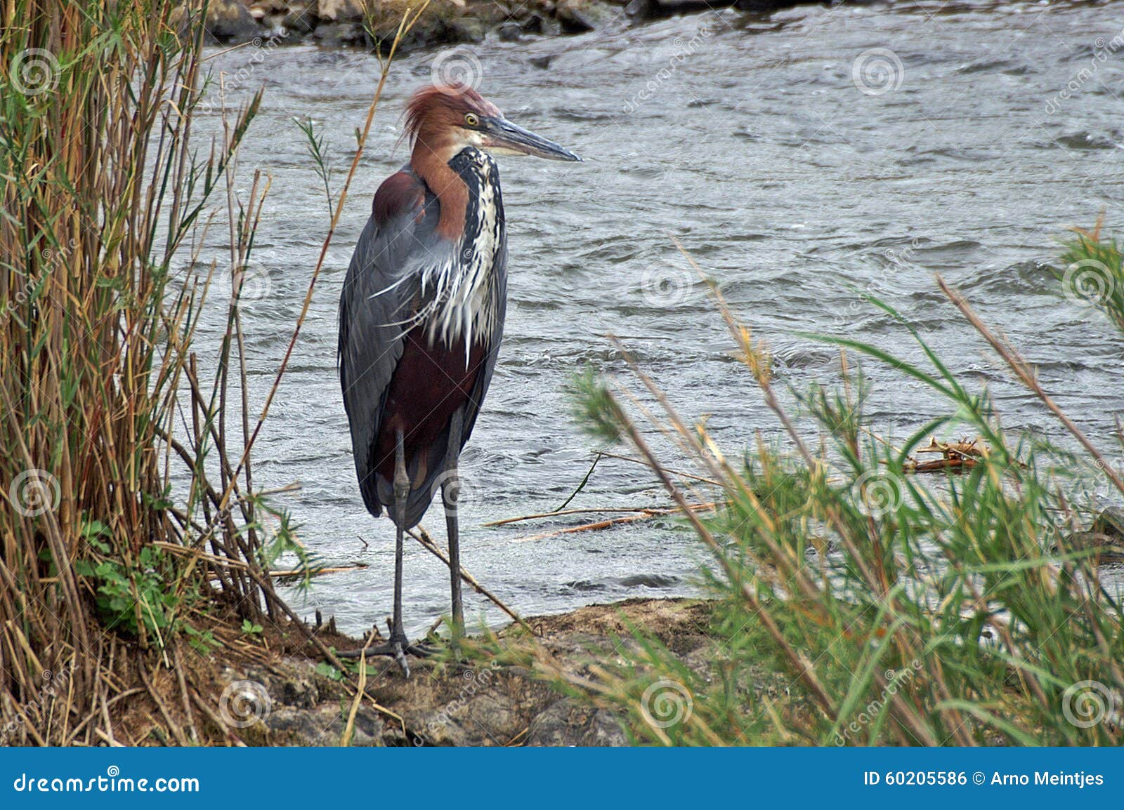 Goliath Heron (Ardea Goliath) Stock Photo - Image of safari, africanus ...