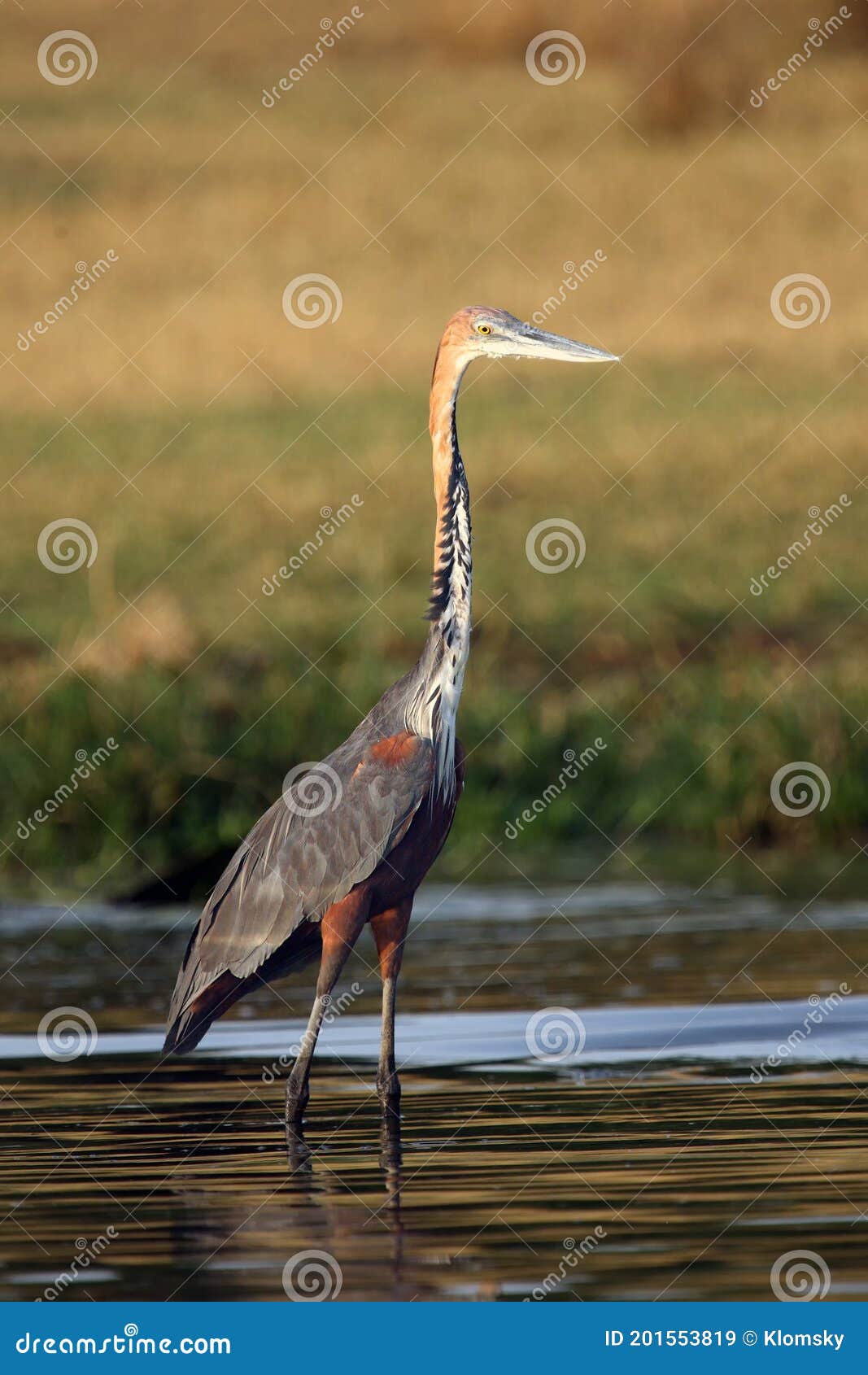 The Goliath Heron Ardea Goliath in the River. the Tallest African Heron ...