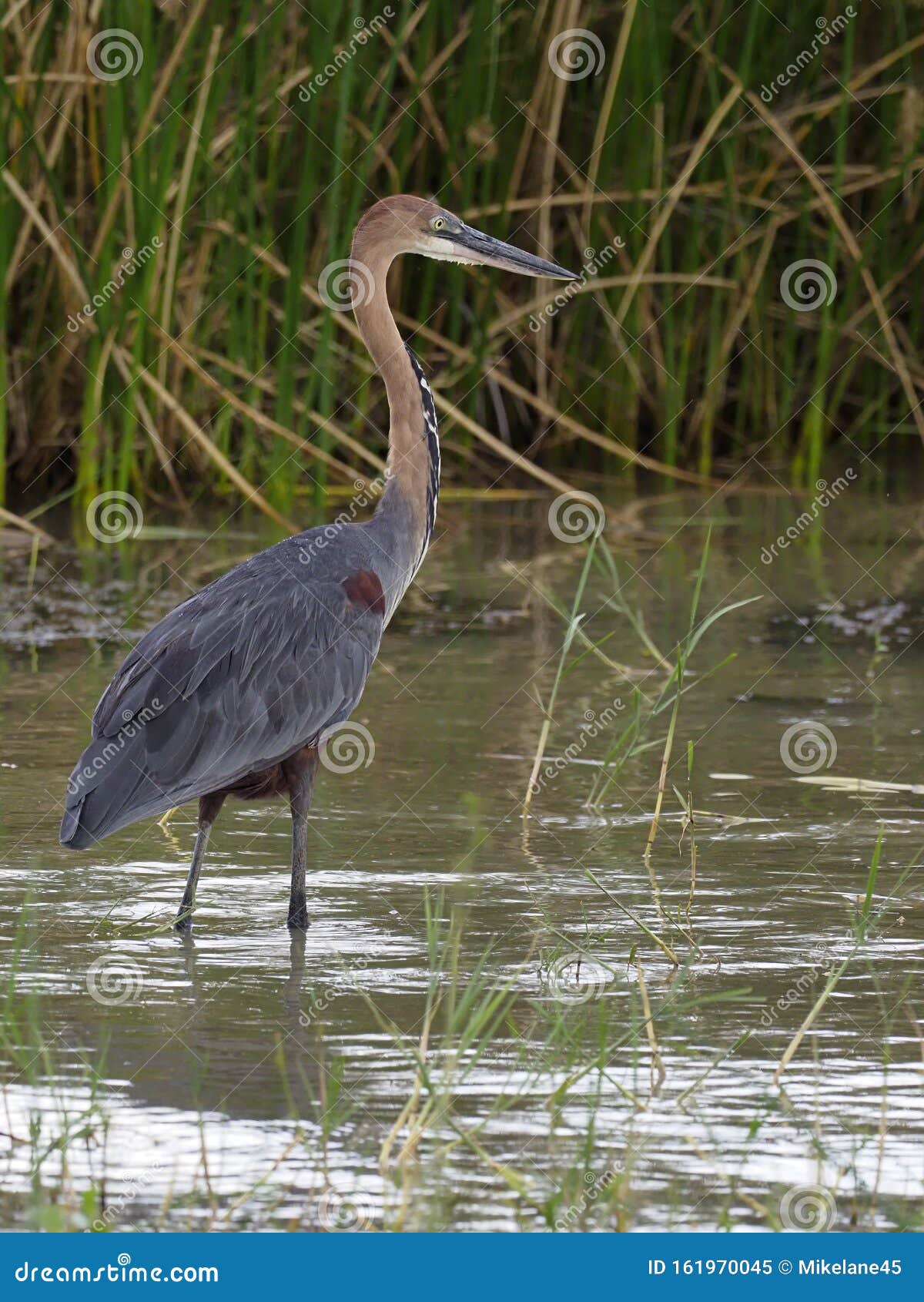 Goliath Heron, Ardea Goliath Stock Image - Image of water, lake: 161970045