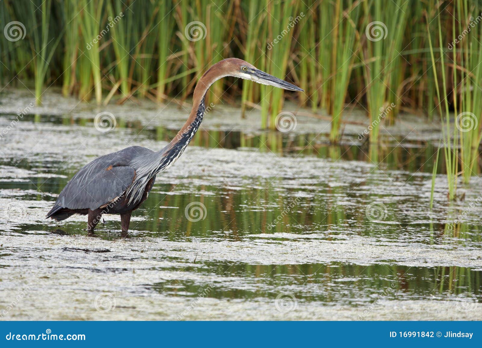 Goliath Heron Fishing stock photo. Image of feather, birds - 16991842