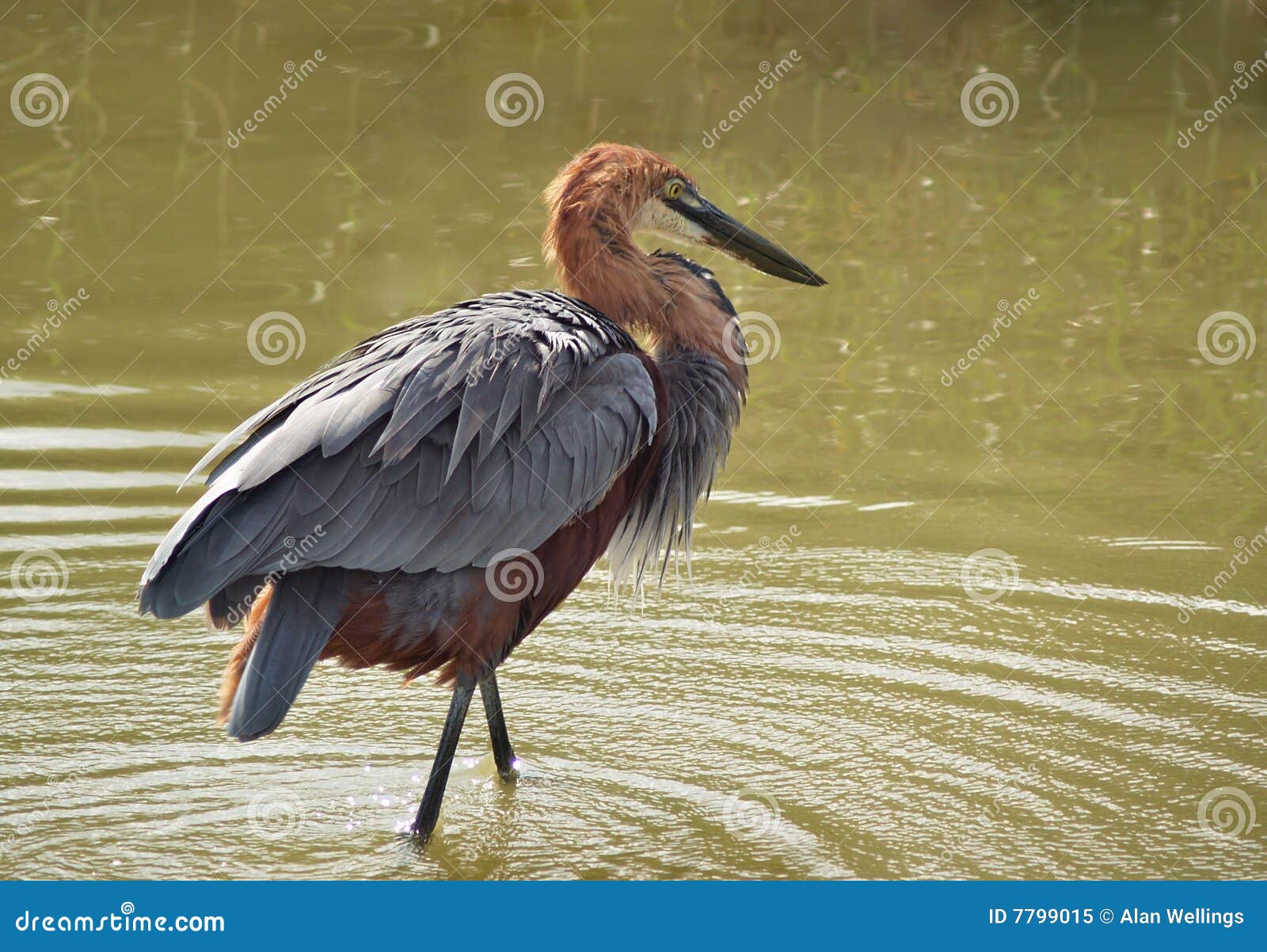 Goliath heron fishing stock image. Image of animal, wading - 7799015