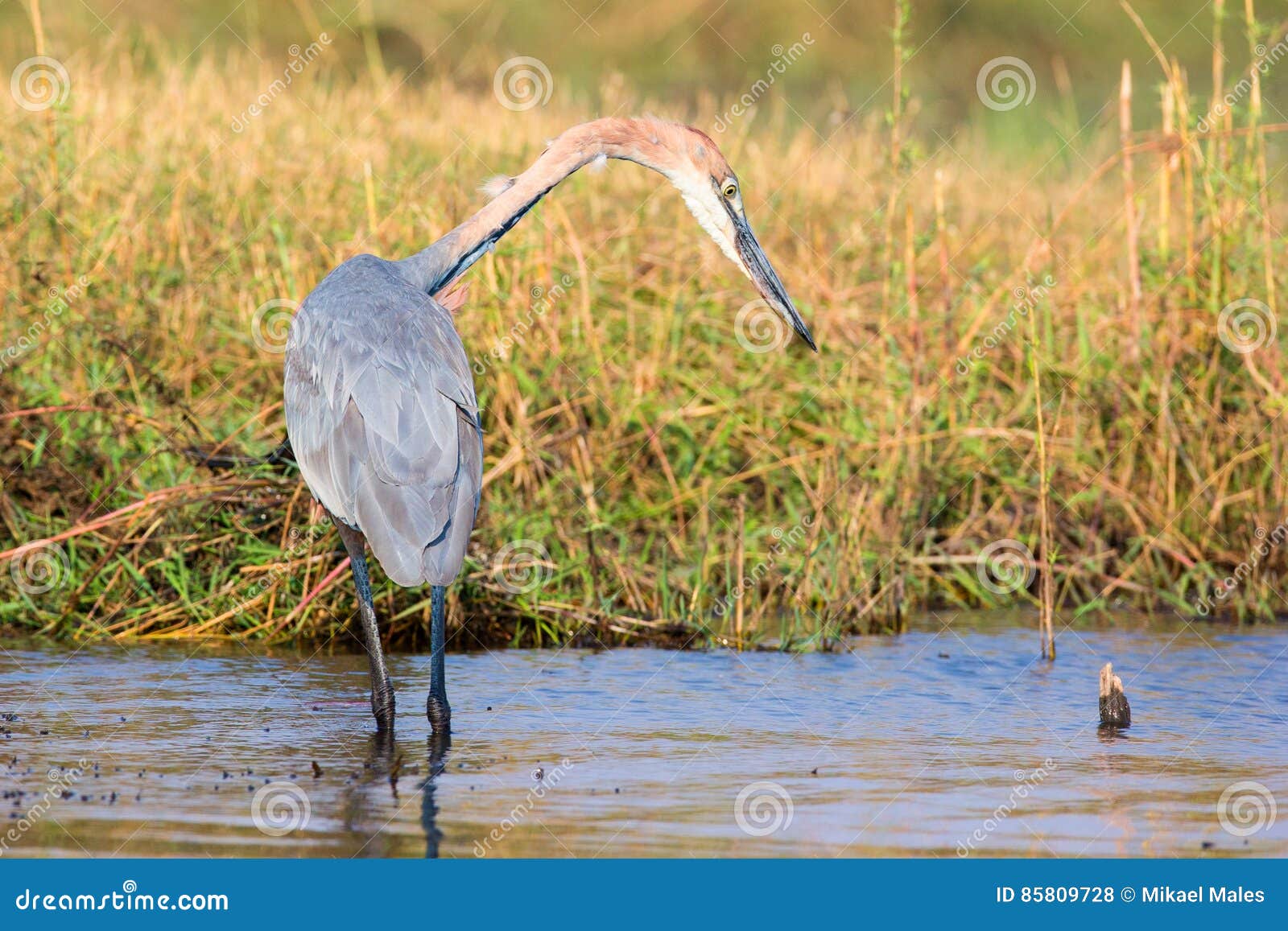 Goliath Heron Fixated on Fish Stock Photo - Image of kruger, goliath ...