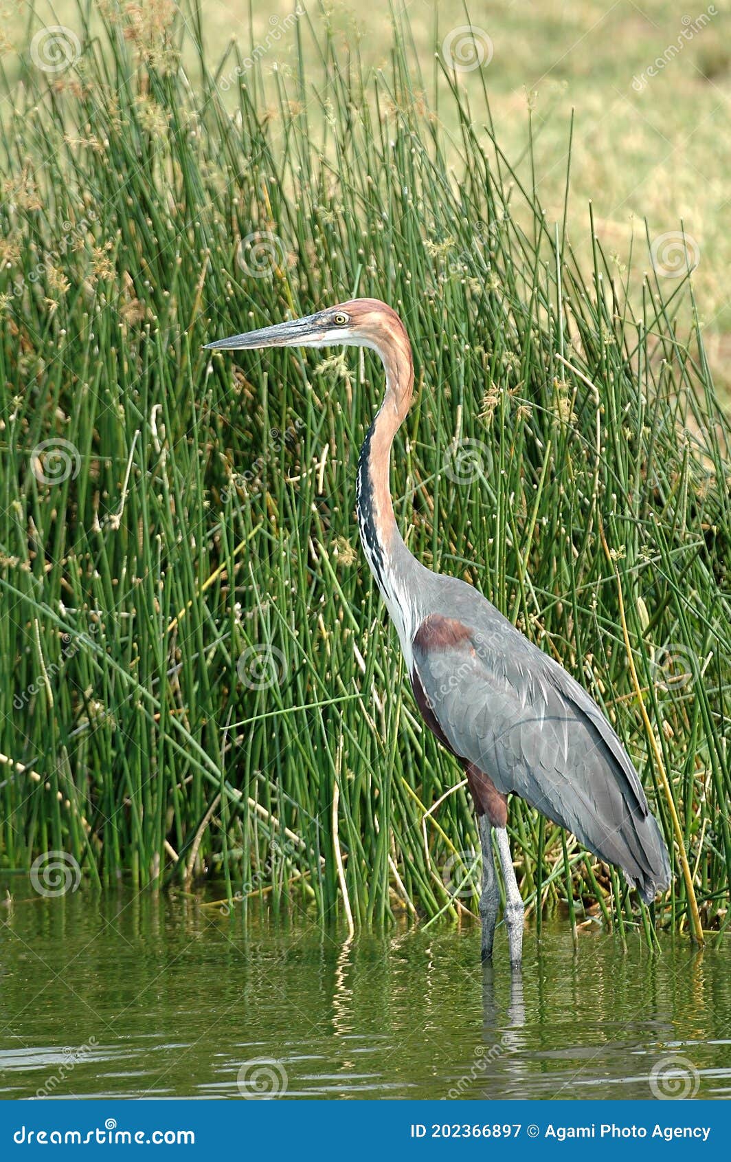 Goliath Heron, Goliathreiger, Ardea Goliath Stock Image - Image of ...
